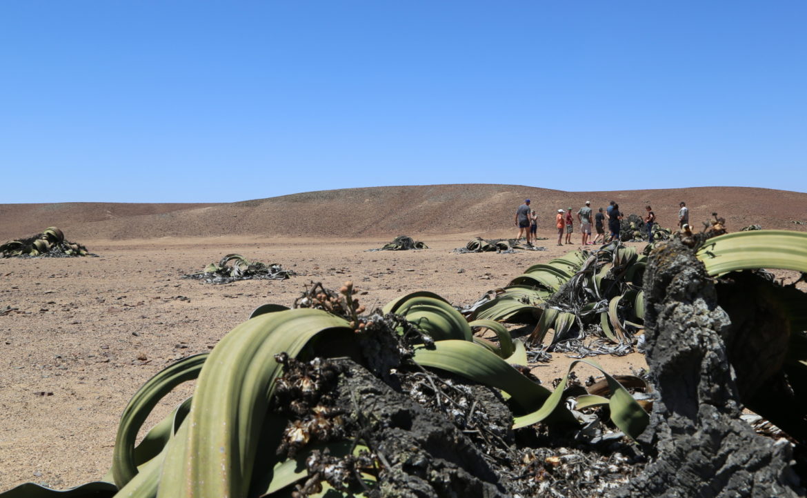 Mesmerizing Messum Crater 10 hour private tour – Awesome Chapters